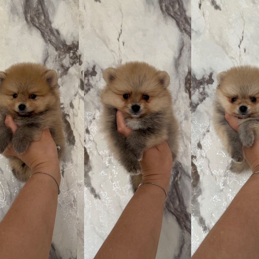 Померанский шпиц, щенок
