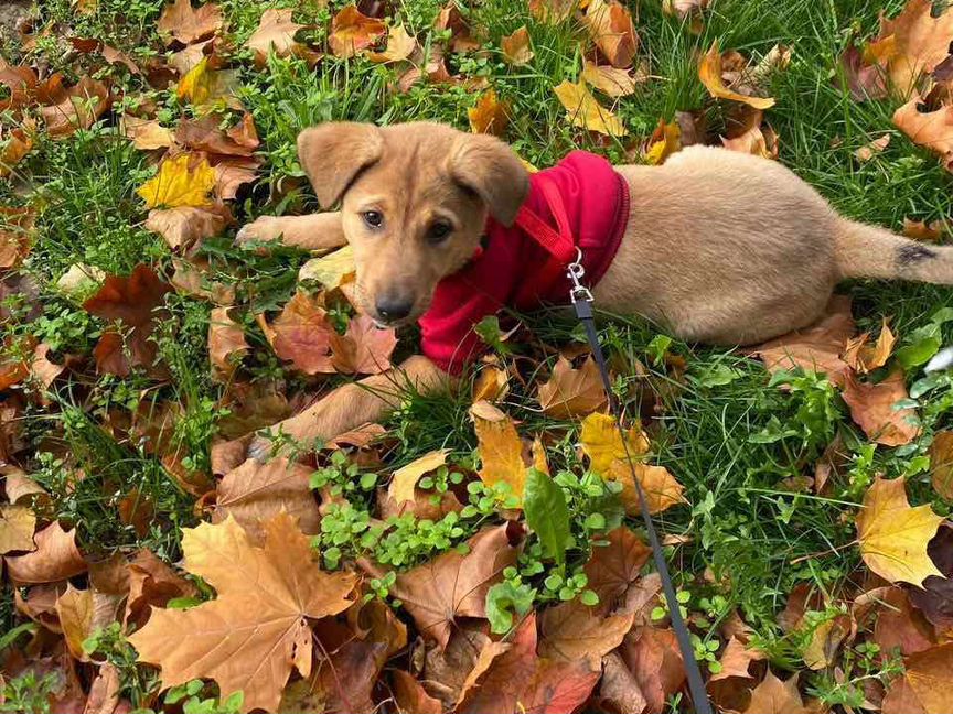 Собака в добрые руки