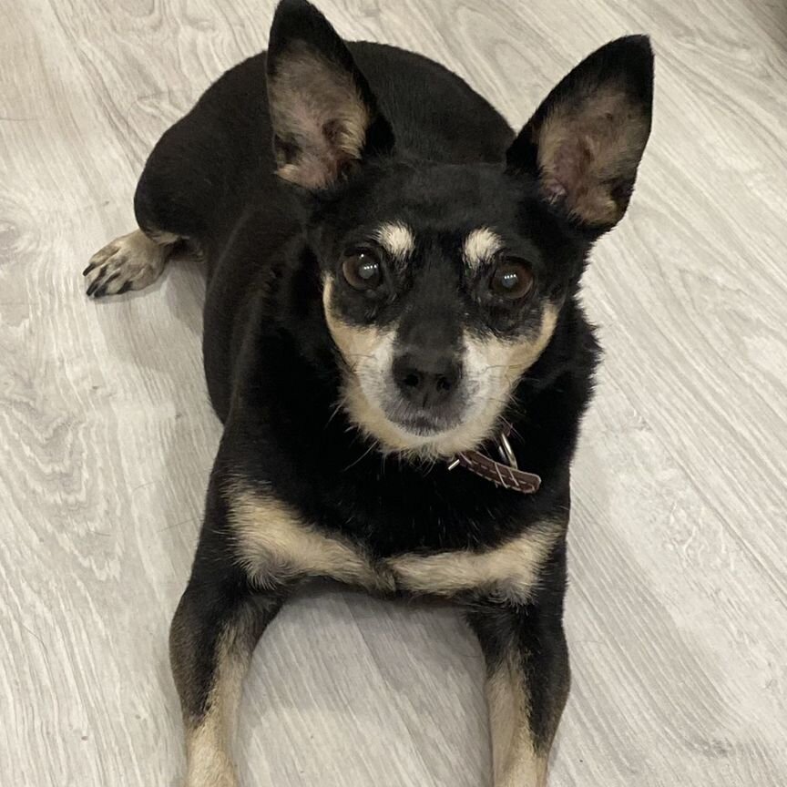 Русский той-терьер, взрослая собака