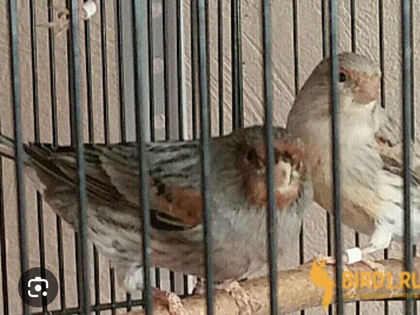 Канарейка агат мозаик