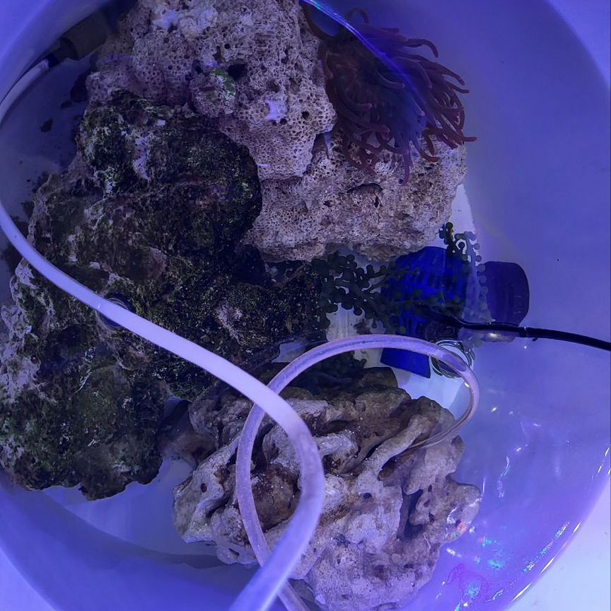Живые камни для морского аквариума