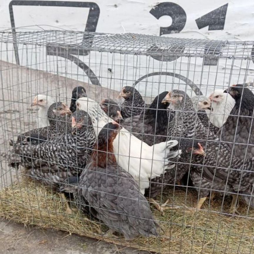 Куры молодки несушки