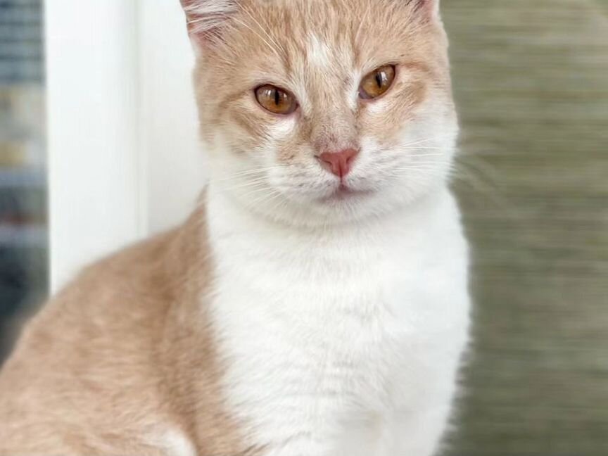 Британский котик в добрые руки