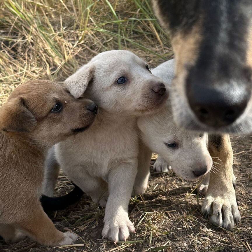 Щенки (Перспективный)
