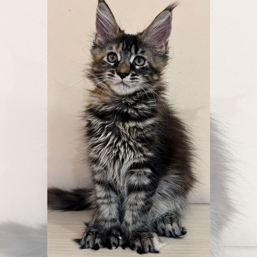 Мейн-кун полидакт девочка