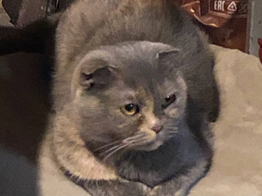 Шотландская вислоухая кошка бесплатно