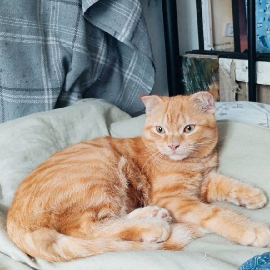 Взрослый кот в добрые руки