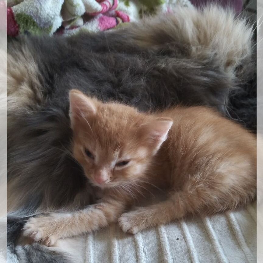 Котёнок в добрые руки