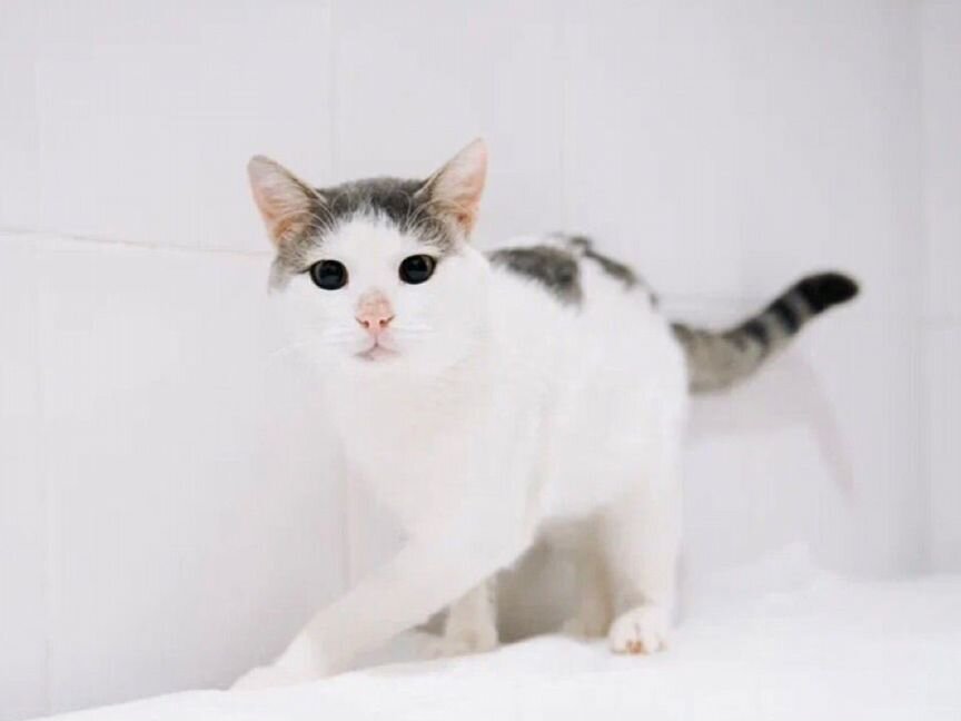 Игривый котенок Отис в добрые руки бесплатно