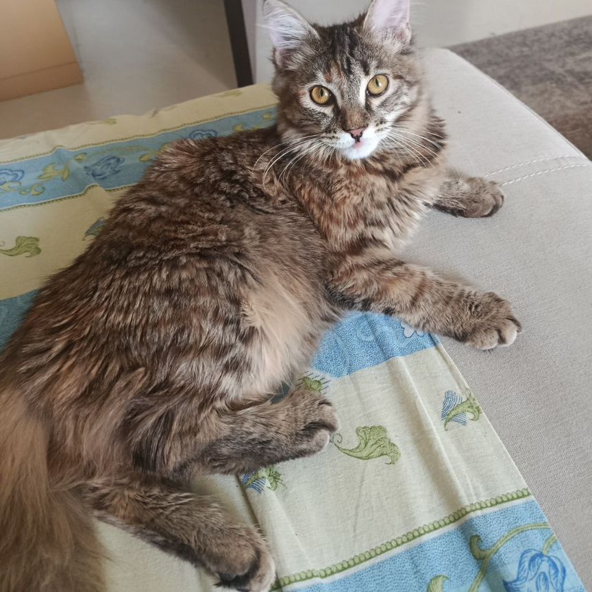 Сибирский котёнок