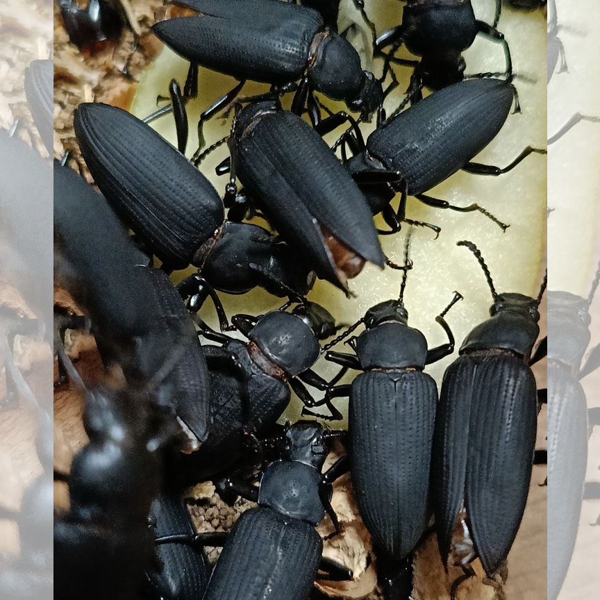 Зофобас жук