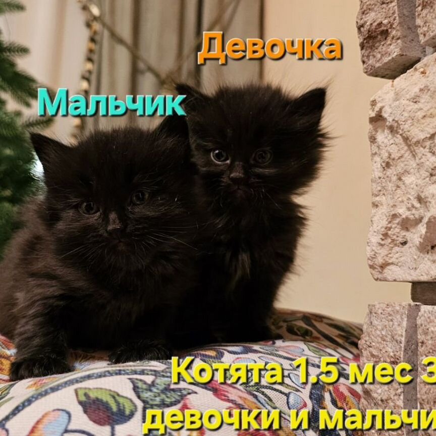 Котята просто так