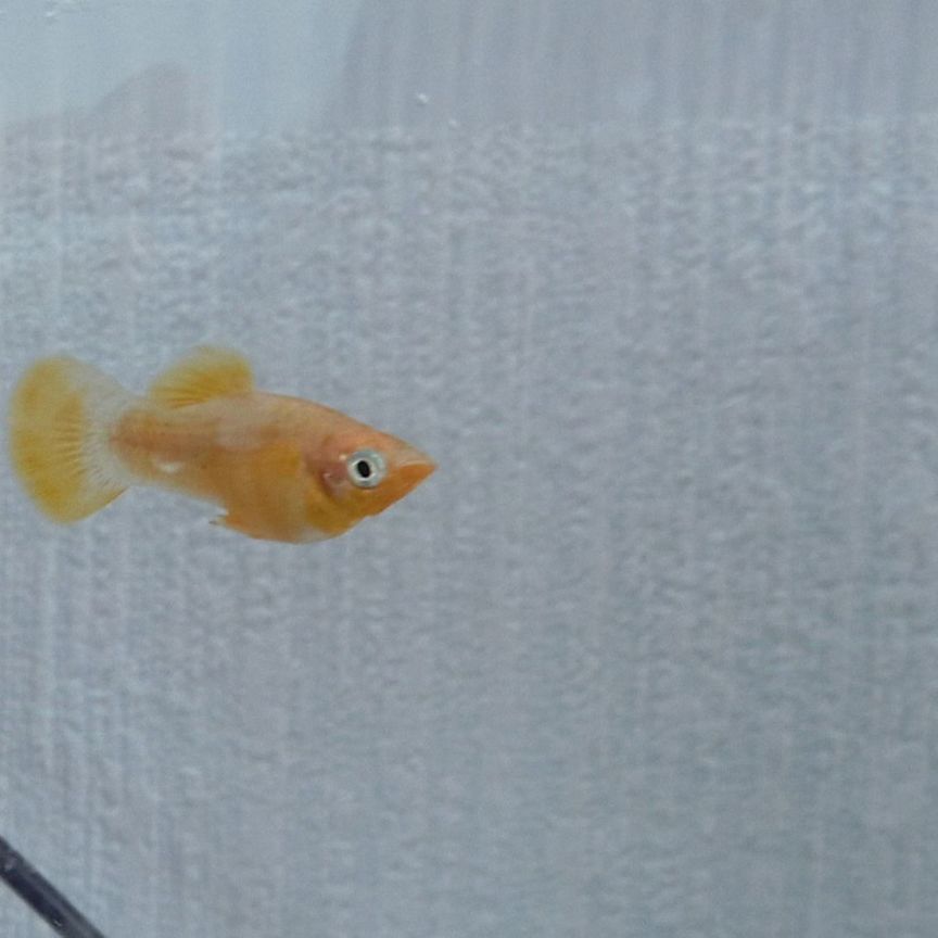 Гупик в добрые руки