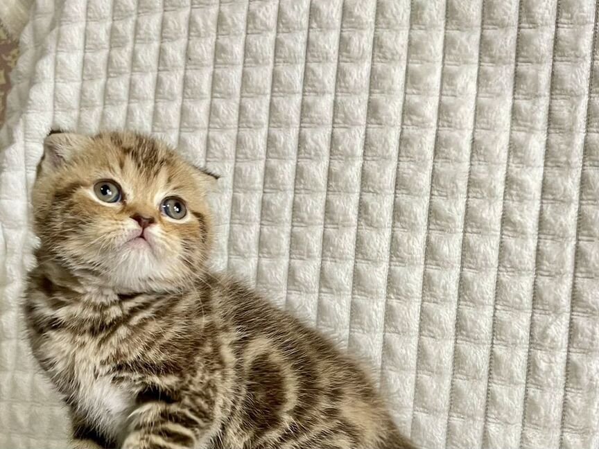 Шотландсие вислоухий котята