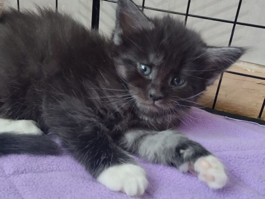 Котята мейн-кун