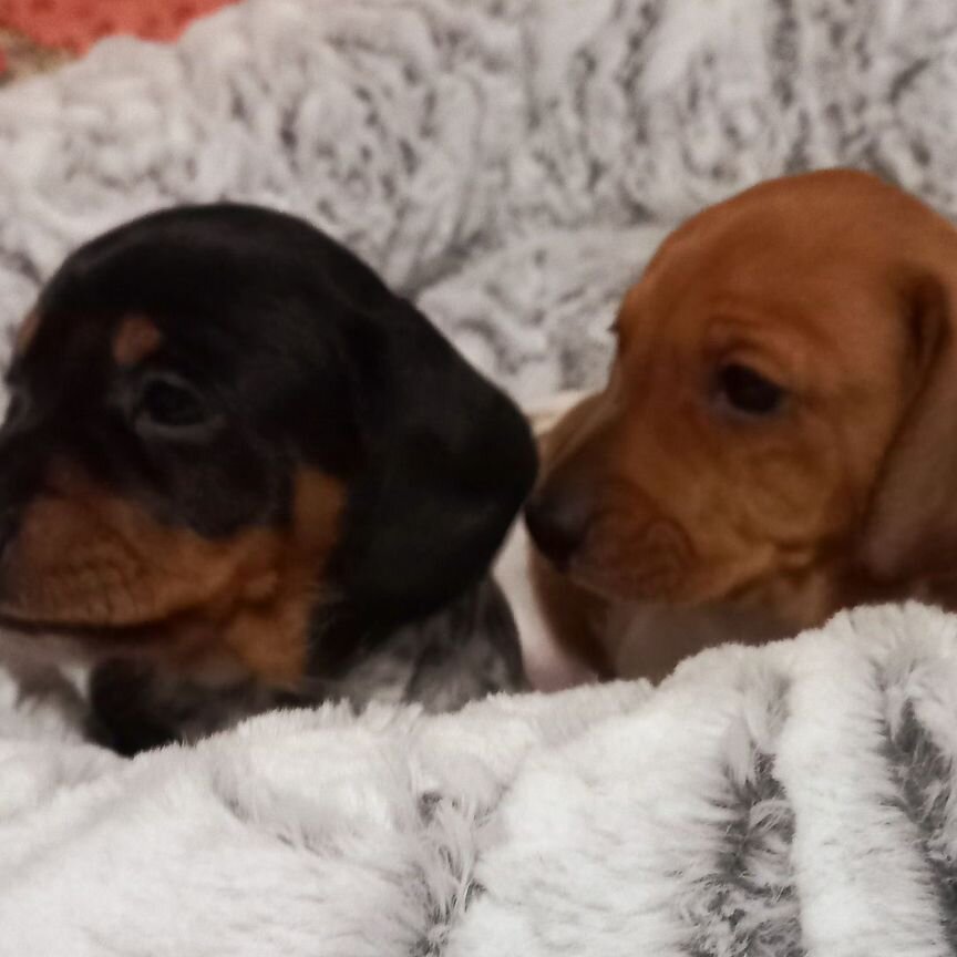 Кроличья такса, щенок