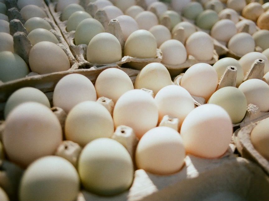 Яйца утиные инкубационные