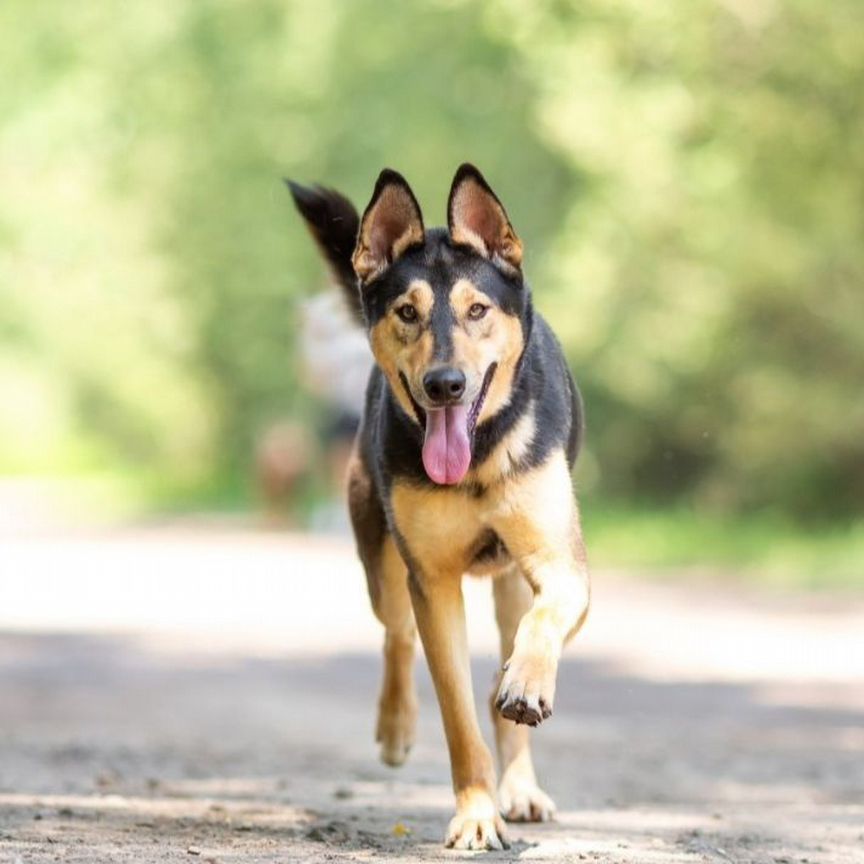 Собачка в добрые руки