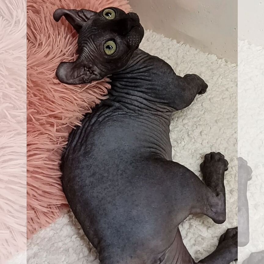 Двельф котёнок