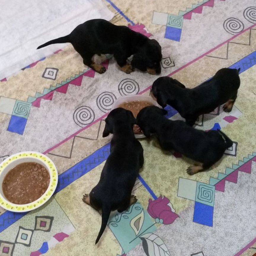 Таксята,родились 20.02.2025,кушают самостоятельно