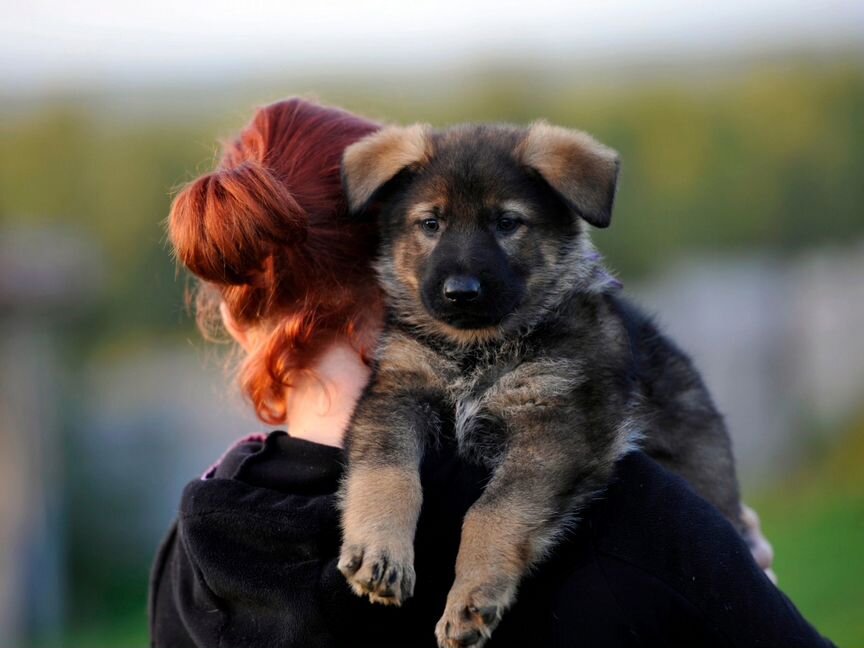 Кобель щенок немецкой овчарки 1,5 мес