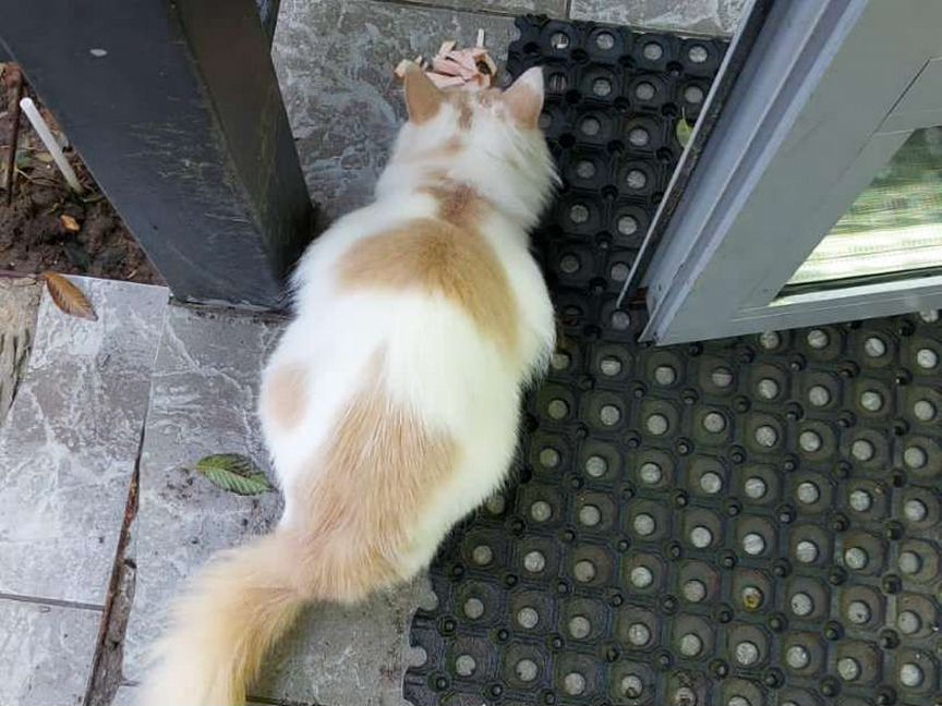 10 микрорайон. Найден кот / кошка