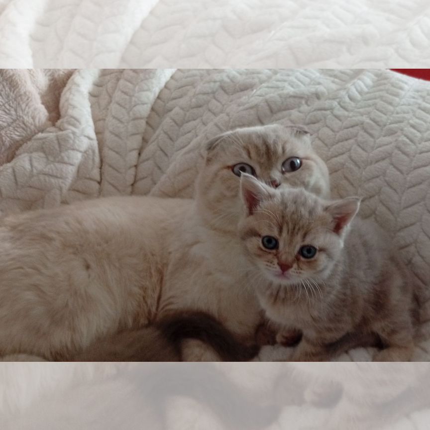 Шотландский вислоухий короткошёрстный котёнок