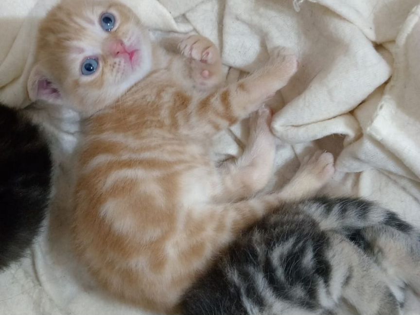 Кошка