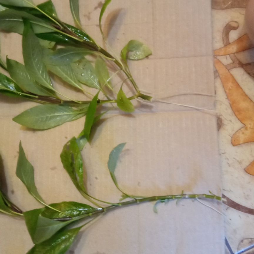 Аквариумное ростение