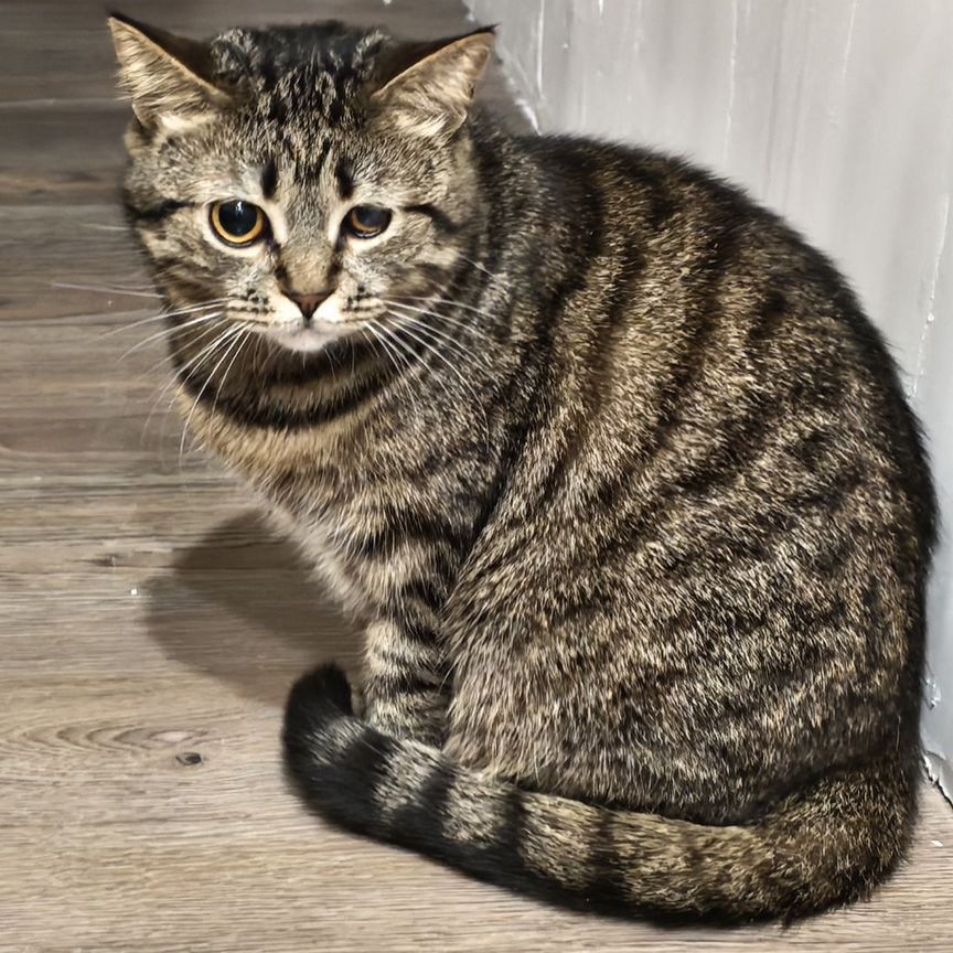 Взрослая, кошка в добрые руки