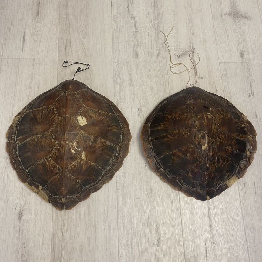 Панцирь черепахи