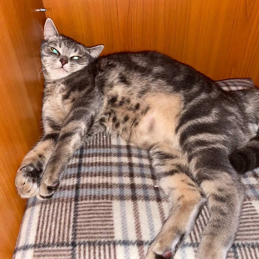 Кошка