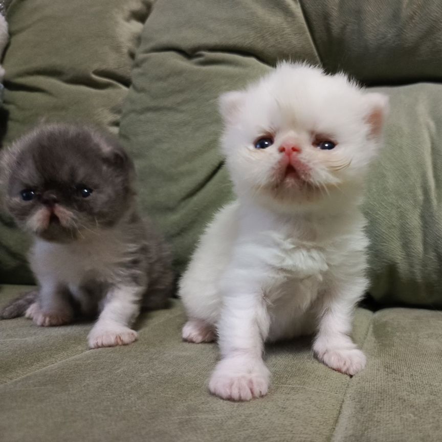 Экзотические котята