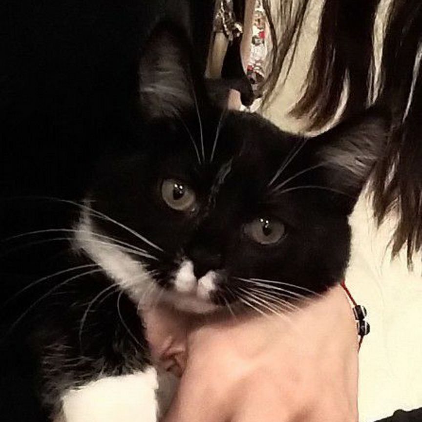 Котенок ищет маму