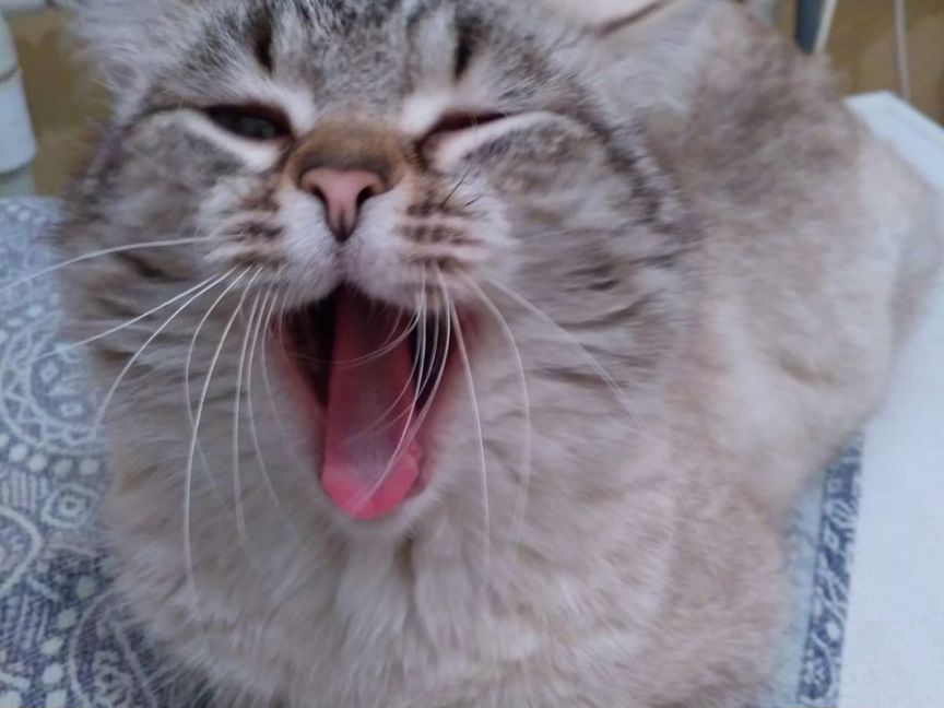 Тайский котик ищет дом