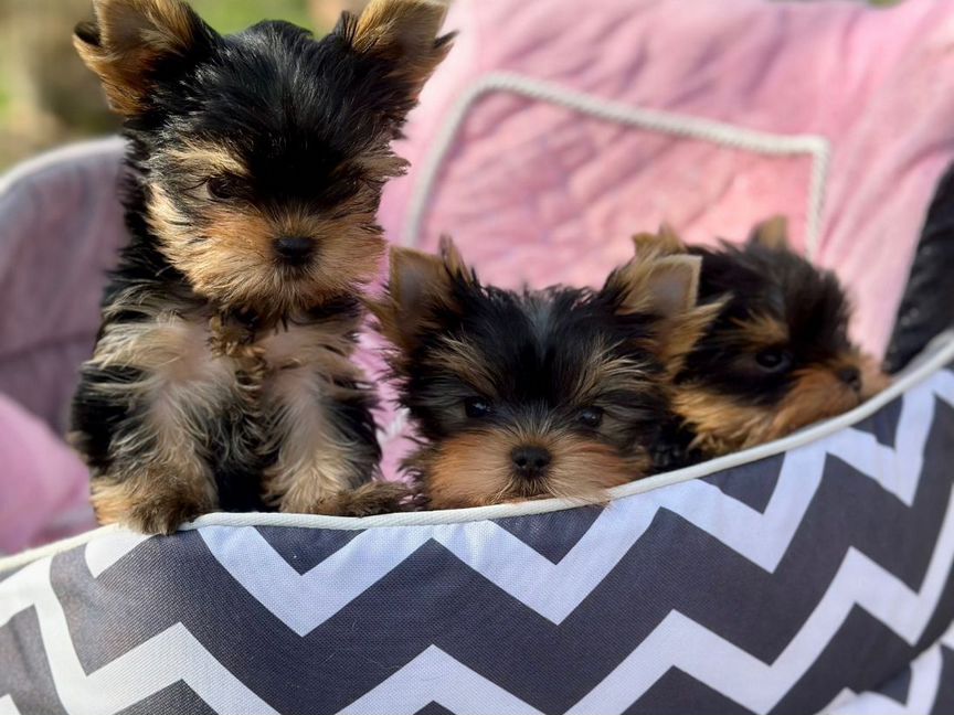 Милые мини-йорки для уюта в доме