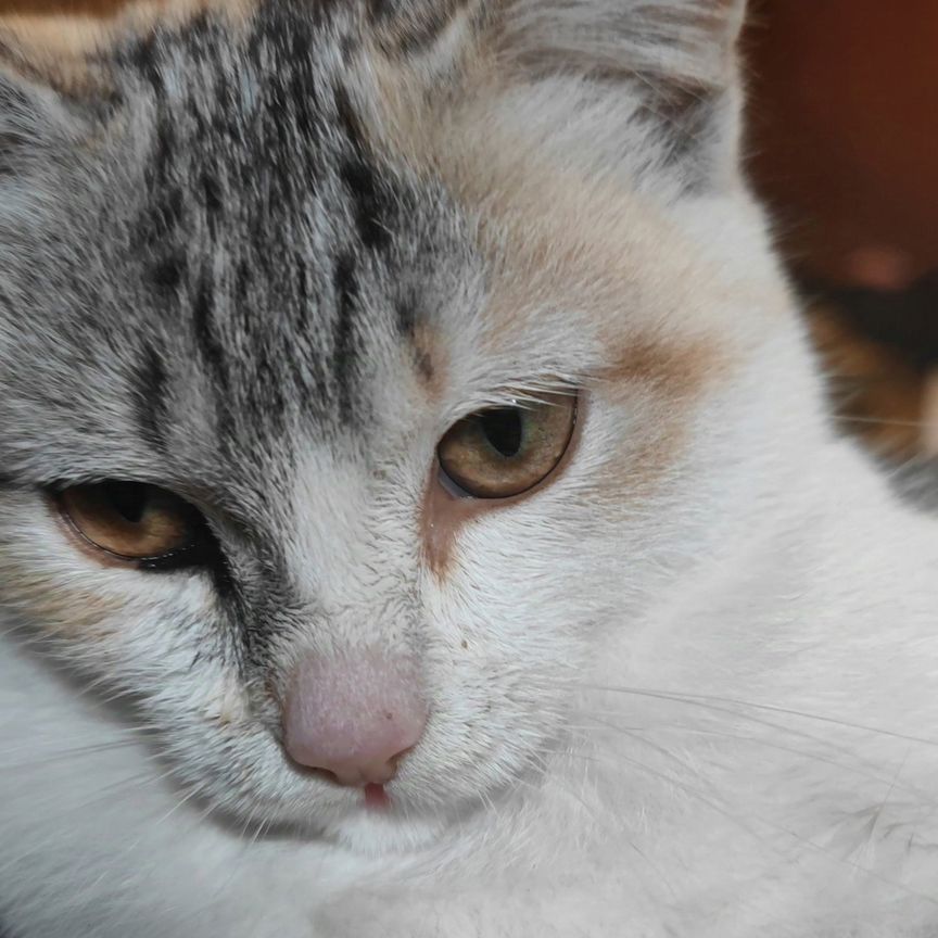 Девочка котенок девочка котейка