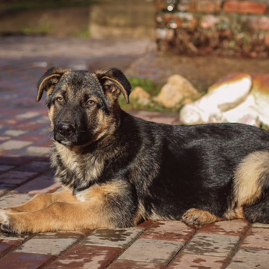 Немецкая овчарка мальчик 5 мес