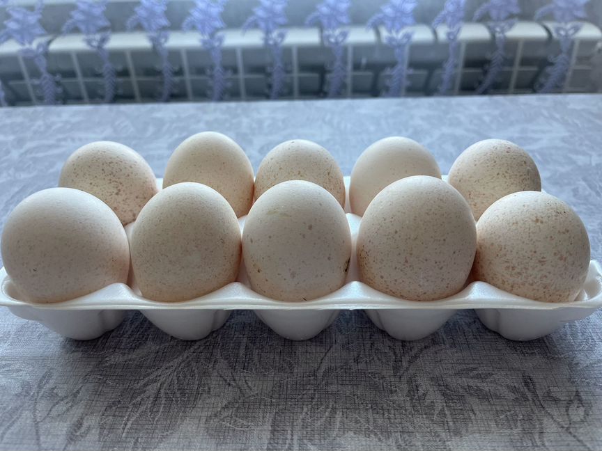 Инкубационное яйцо