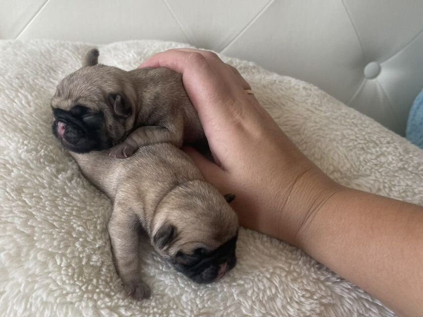 Щенки мопса