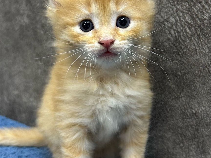 Котята ищут любящих родителей