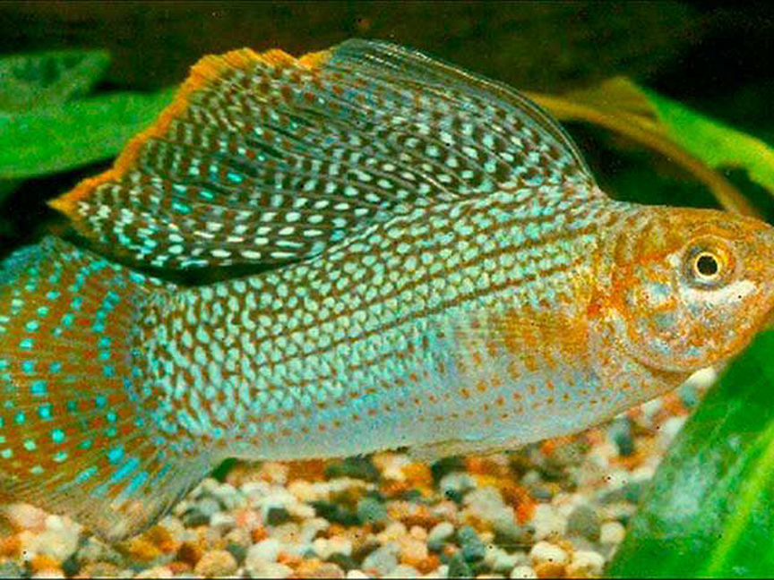 Молинезия Велифера природный окрас