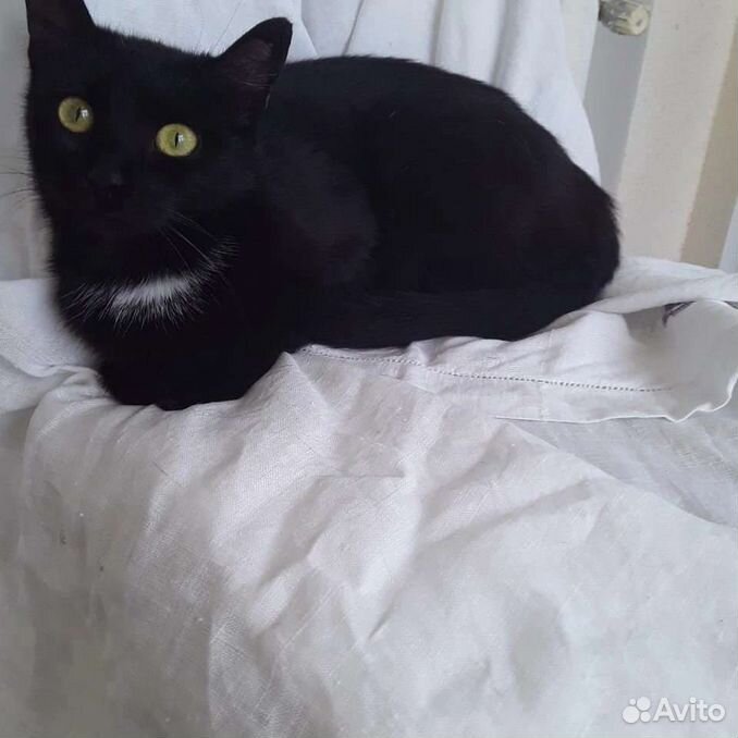 Кошка с белым ожерельем на шейке