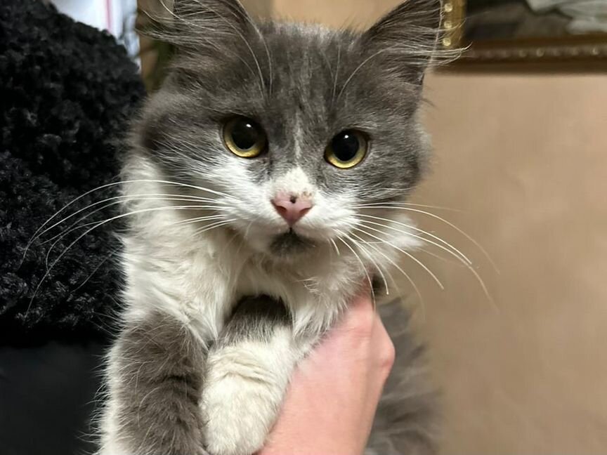 Нежнейший котёнок, девочка