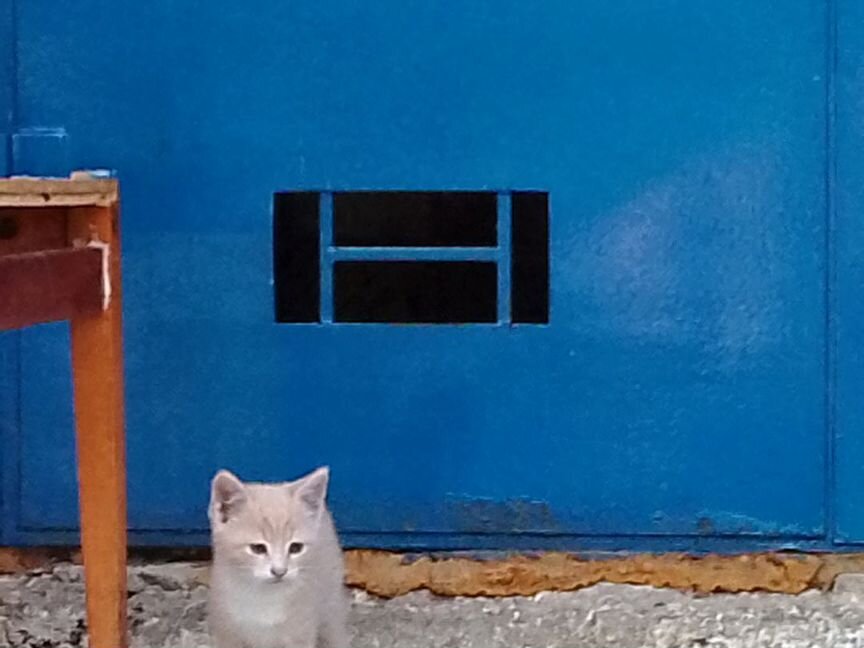 Отдам котов в хорошие руки