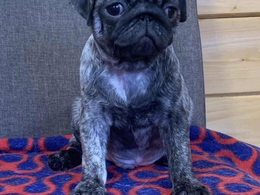 Мопс тигровый мальчик