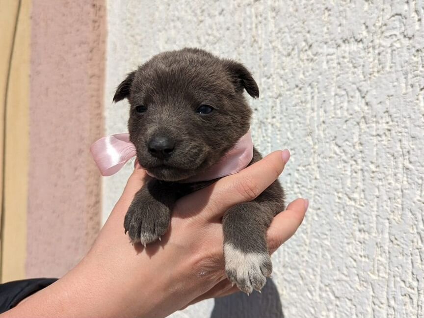 Щенок в добрые руки