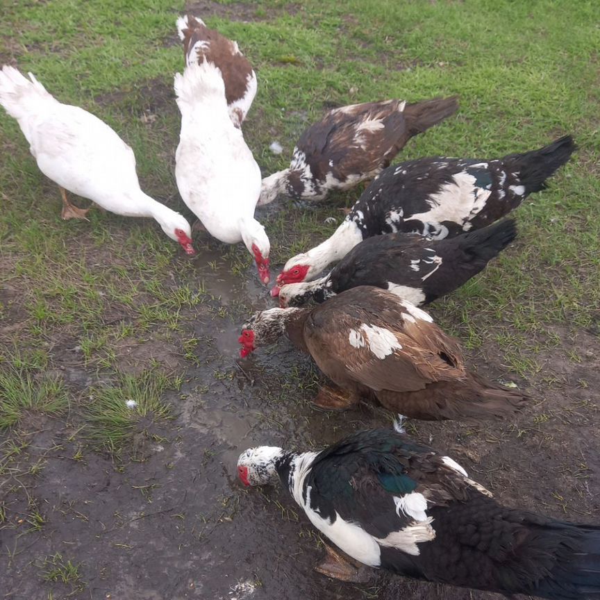 Мускусные утки