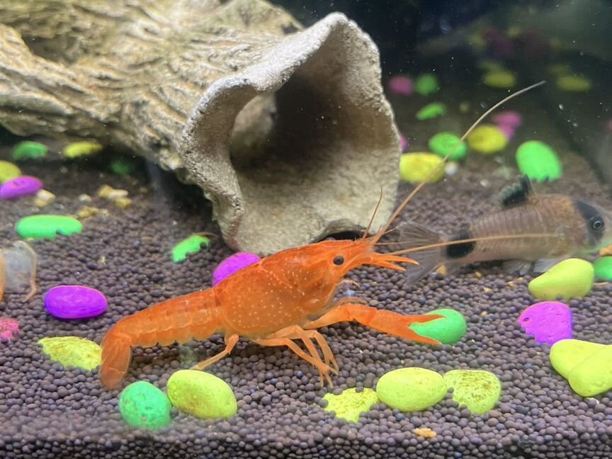 Флоридский рак