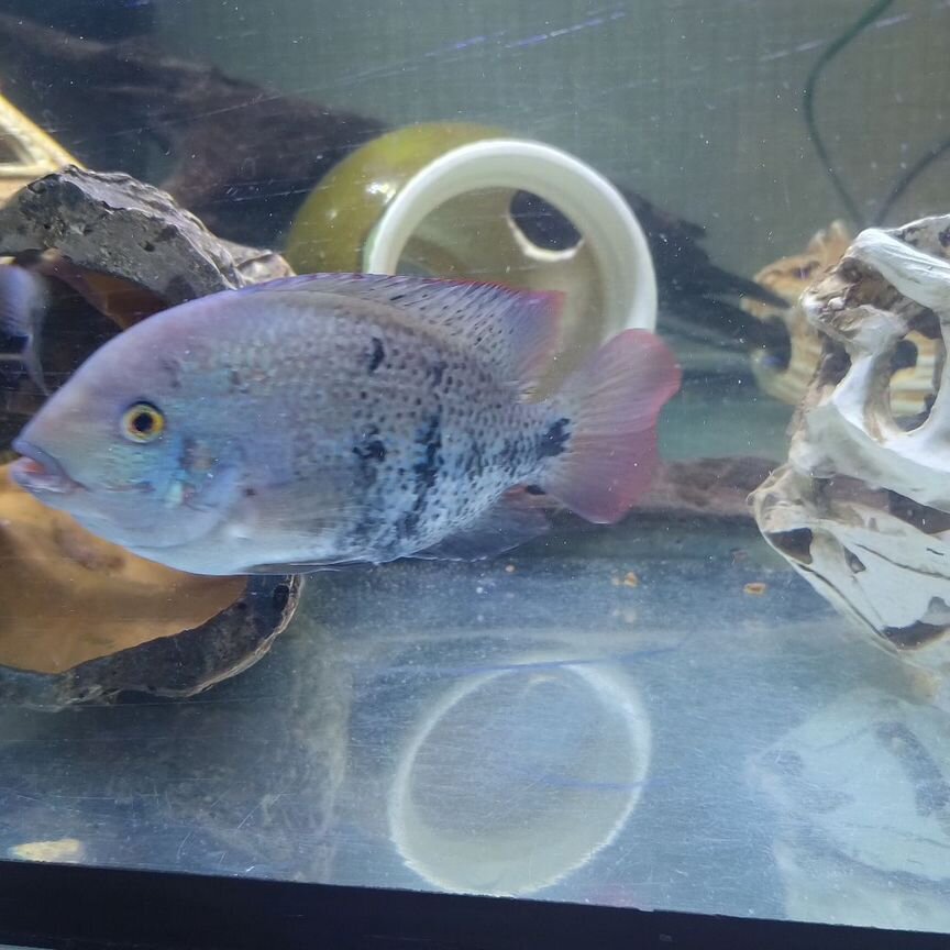 Рыба "Вьеха"